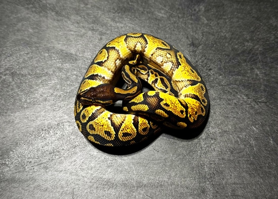 Pastel Blitz Ball Python by J&Z’s Exotics