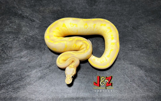 Pastel Banana Freeway Ball Python by J&Z’s Exotics