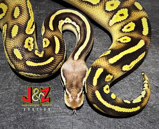 Redhead Pastave Het Desert Ghost Het Hypo Ball Python by J&Z’s Exotics
