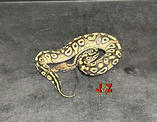 Pastave Het Clown Het Hypo Ball Python by J&Z’s Exotics