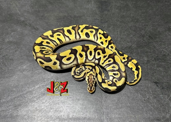 Pastel Crypton (Het Clown And Het Cryptic) Ball Python by J&Z’s Exotics