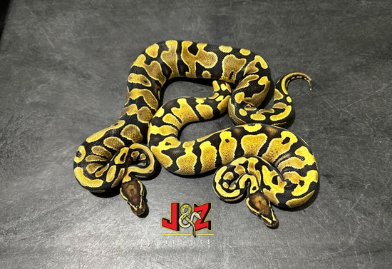 Desert Ghost Het Pied X Yellow Belly Het Dg Het Pied Ball Python by J ...