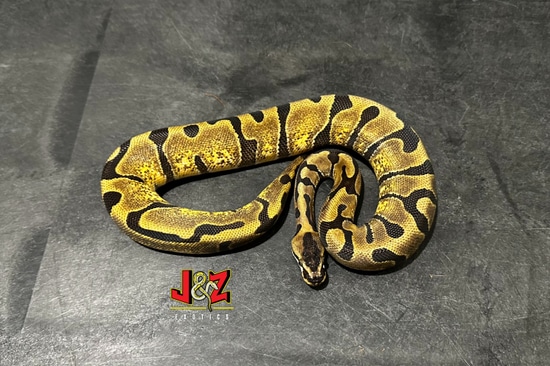 Super Enchi Ball Python by J&Z’s Exotics