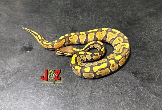 Redhead Enchi Hypo Ball Python by J&Z’s Exotics