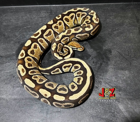ADULT Hurricane 50% Het Clown Ball Python by J&Z’s Exotics