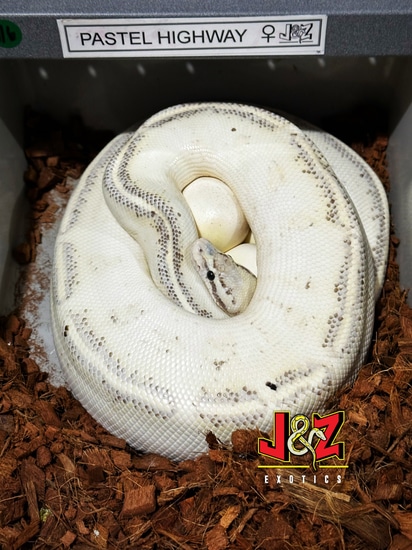 PROVEN Pastel Highway Ball Python by J&Z’s Exotics