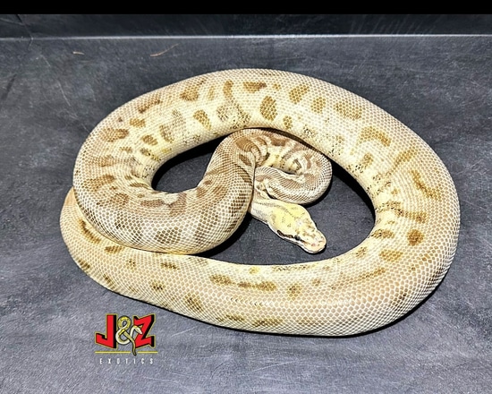 Firefly Leopard Spotnose Ball Python by J&Z’s Exotics