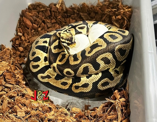 Pastel Leopard Yellow Belly Ball Python by J&Z’s Exotics
