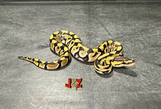 Crypton Het Desert Ghost 66% Het Gstripe Ball Python by J&Z’s Exotics