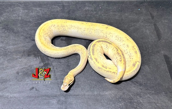 Brite Highway Ball Python by J&Z’s Exotics