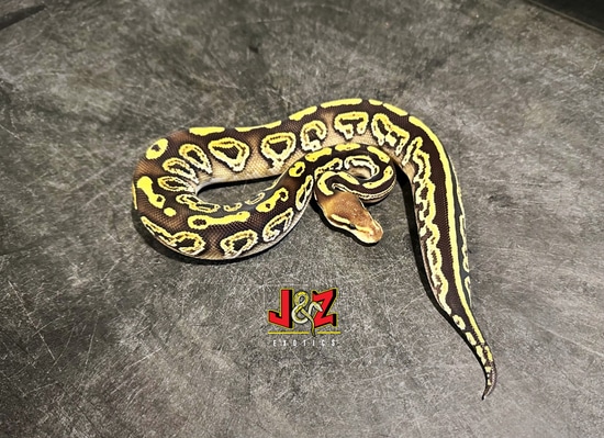 Redhead Black Pastel Mojave 100% Het Hypo Ball Python by J&Z’s Exotics