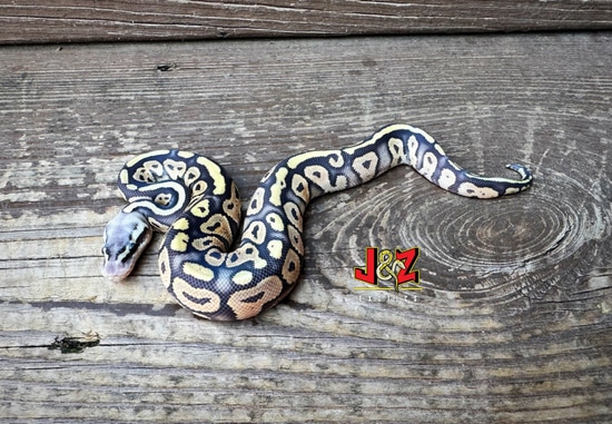Redhead Mojave Hypo Pastel Ball Python by J&Z’s Exotics