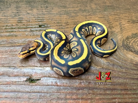 Stranger Het Clown Ball Python by J&Z’s Exotics