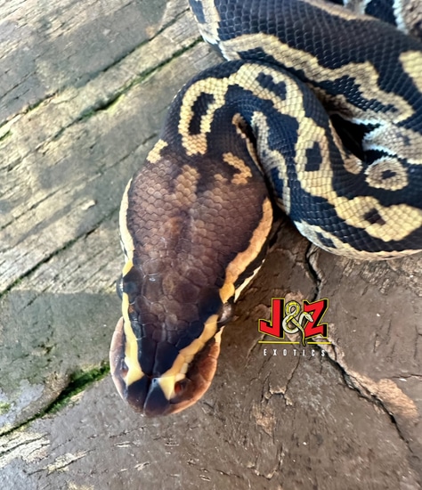 Redhead Het Clown Het Hypo Ball Python by J&Z’s Exotics