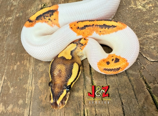 Fire Gravel Pied Ball Python by J&Z’s Exotics