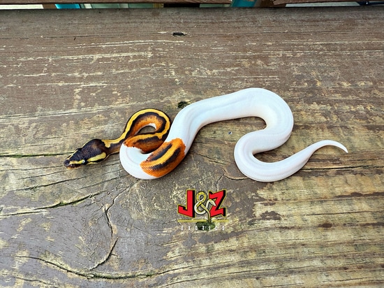 Fire Pied Ball Python by J&Z’s Exotics