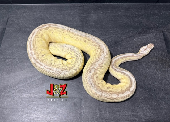 Super Pastel Butter Red Axanthic Ball Python by J&Z’s Exotics