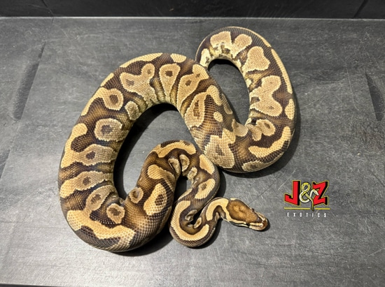 Brite Yellow Belly Ball Python by J&Z’s Exotics