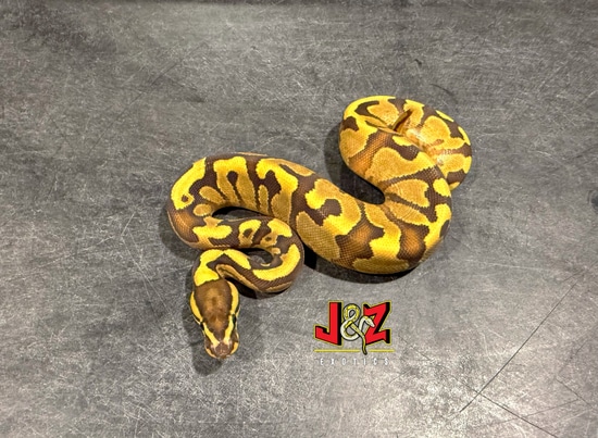Brite Enchi Asphalt Or Yellow Belly Ball Python by J&Z’s Exotics
