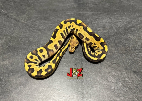 Leopard Vanilla Spark (Yellow Belly) 50% Het Clown Ball Python by J&Z’s ...