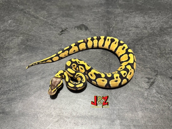 Pastel Enchi Het Hypo 50% Het Rainbow Ball Python by J&Z’s Exotics