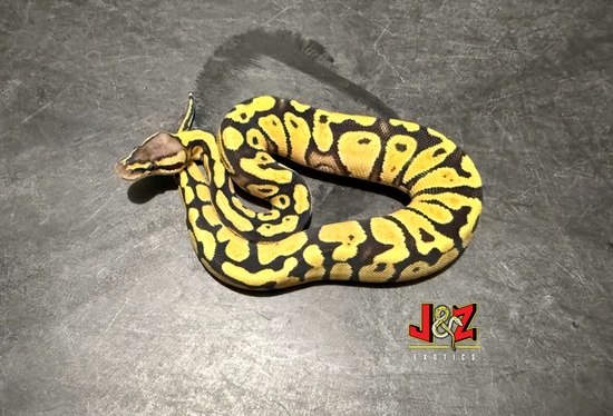 Pastel Het Hypo 50% Het Rainbow Ball Python by J&Z’s Exotics