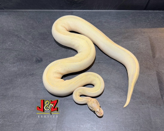 Ivory Ball Python by J&Z’s Exotics