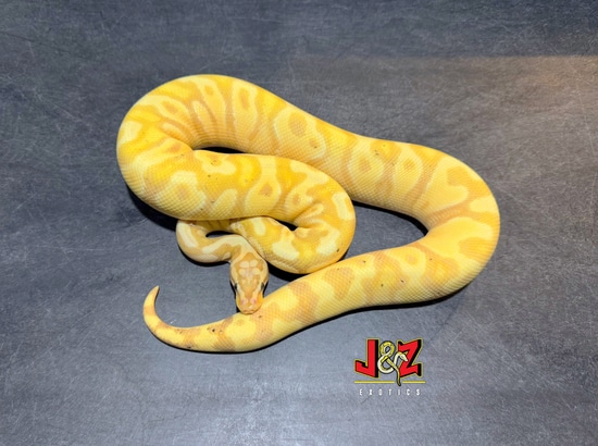 Cypress Hurricane Enchi Pastel Banana Het Clown Ball Python by J&Z’s ...