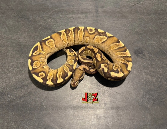 GHI Fire Yellow Belly Ball Python by J&Z’s Exotics