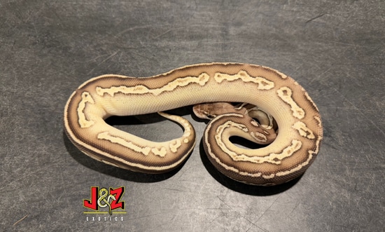 Pastel Lesser Blackhead (Red Gene, Ringer Gene) Ball Python by J&Z’s ...