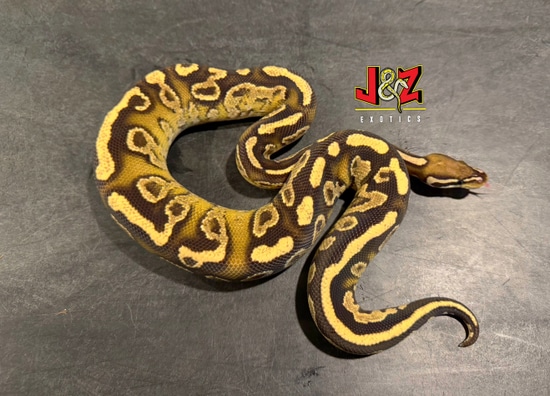 GHI Hurricane Fire Gravel (Specter) Ball Python by J&Z’s Exotics