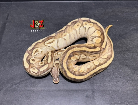 Pastel Mojave Granite Het Hypo Ball Python by J&Z’s Exotics