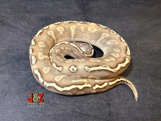 Pastel Black Head GHI (Red Gene, Ringer Gene) Ball Python by J&Z’s Exotics