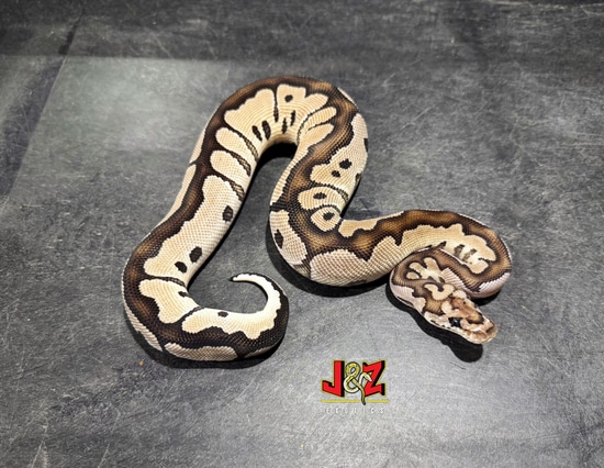 Clown VPI Axanthic Het Desert Ghost Ball Python by J&Z’s Exotics