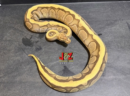 Fire Hidden Gene Woma Het Hypo Ball Python by J&Z’s Exotics