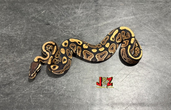 Black Pastel Asphalt/Yellow Belly Ball Python by J&Z’s Exotics