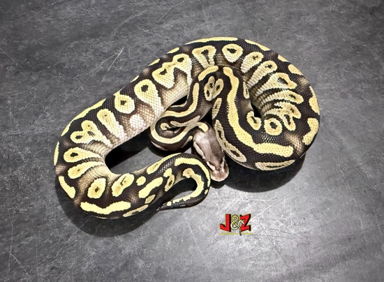 Redhead Pastel Mojave Het Hypo Het Clown Ball Python by J&Z’s Exotics