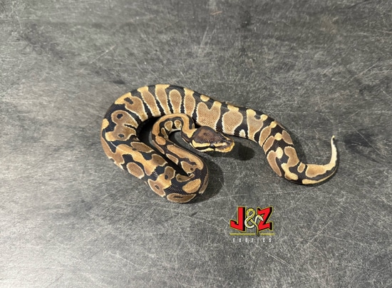 Het Axanthic VPI, 66% Het Clown, 50% Het Desert Ghost Ball Python by J&Z’s Exotics