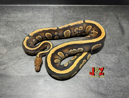 Stranger YB Het Clown Ball Python by J&Z’s Exotics