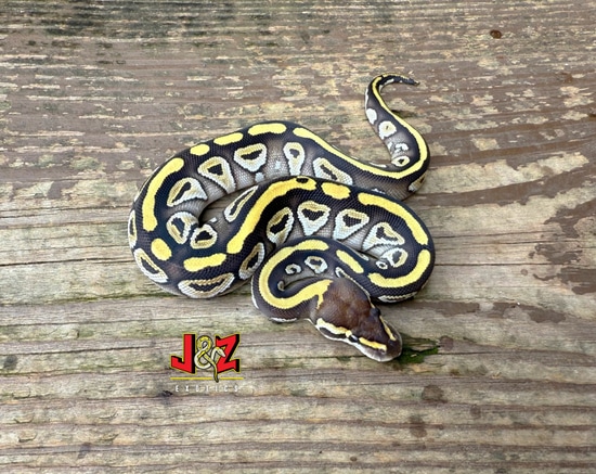 Redhead Mojave Het Clown 50% Het Hypo Ball Python by J&Z’s Exotics