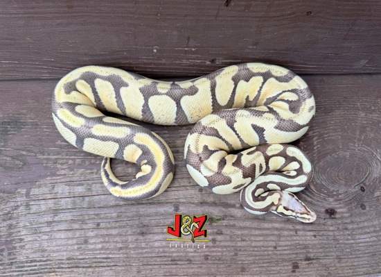 Pastel Enchi Desert Ghost PROVEN Ball Python by J&Z’s Exotics