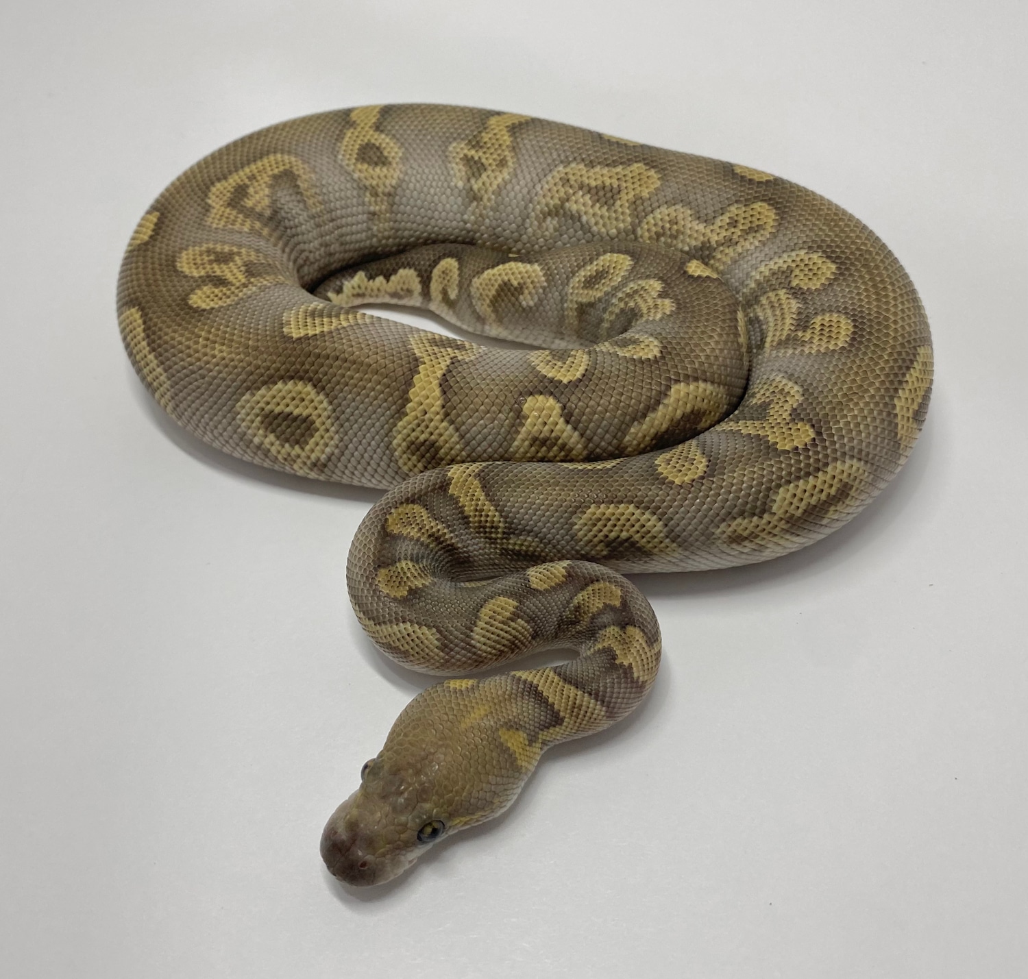 GHI Mojave Clown Ball Python by Requiem Morphs - MorphMarket