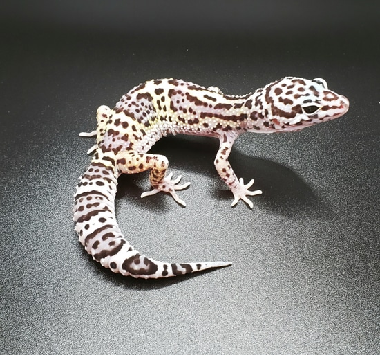 TSF Mack Snow Bold Het Tremper Albino Het Eclipse Leopard Gecko by ...