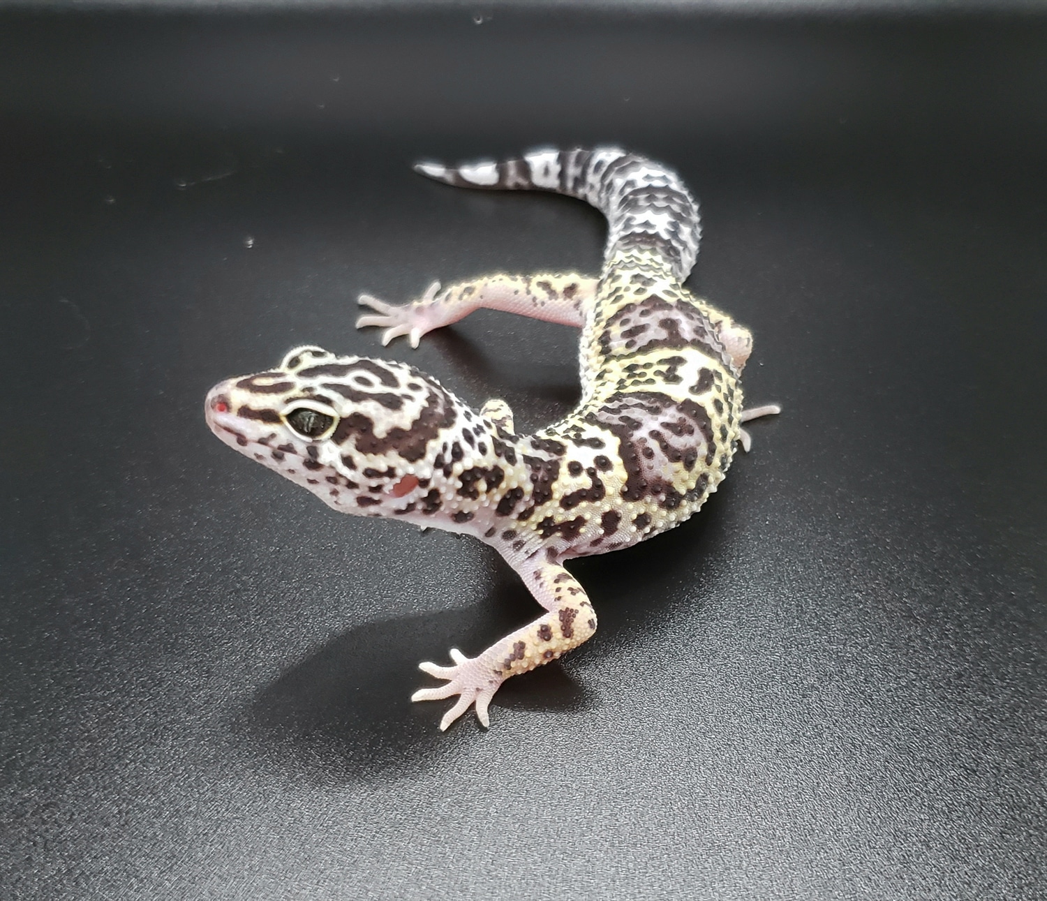 TSF Mack Snow Bold Het Temper Albino Het Eclipse Leopard Gecko by Siren ...