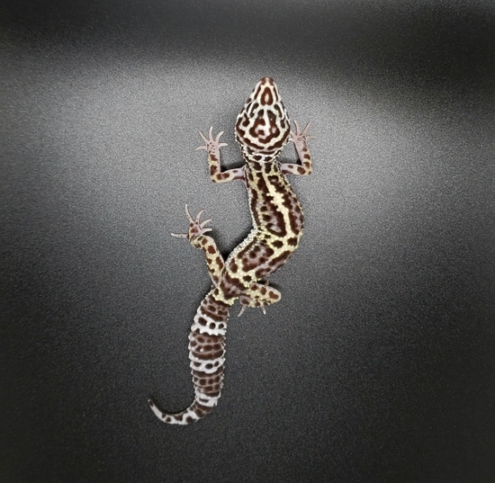 Mack Snow Bold Het Tremper Albino Het Eclipse Leopard Gecko by Siren of ...