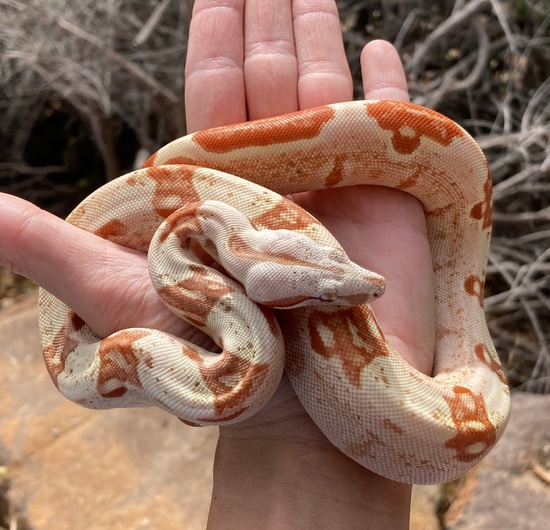 VPI T+ Sunglow Pos RC Pastel Boa Constrictor Imperator by Jm_Wildlife_Arc