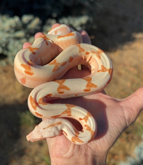 Lipstick Line Pos Super Sunglow Pos Jungle Het PK Stripe 50% PH Blood ...