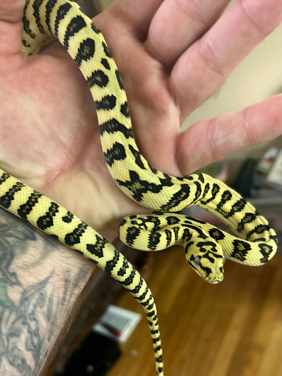 Gamma DJJ Jungle Carpet Python by Beachside Chameleons - MorphMarket
