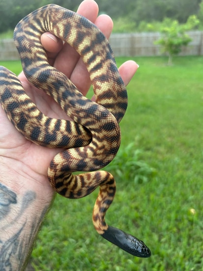 Blackhead Python Black-Headed Python by Beachside Chameleons