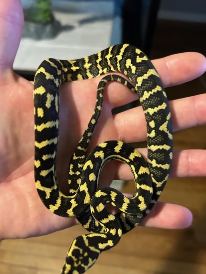 High Yellow Jungle Jungle Carpet Python by Beachside Chameleons